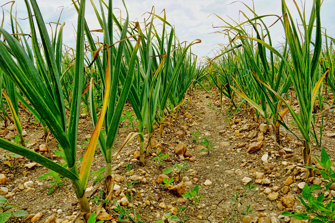 The Complete Guide to Growing Garlic Plant - Garden and Happy