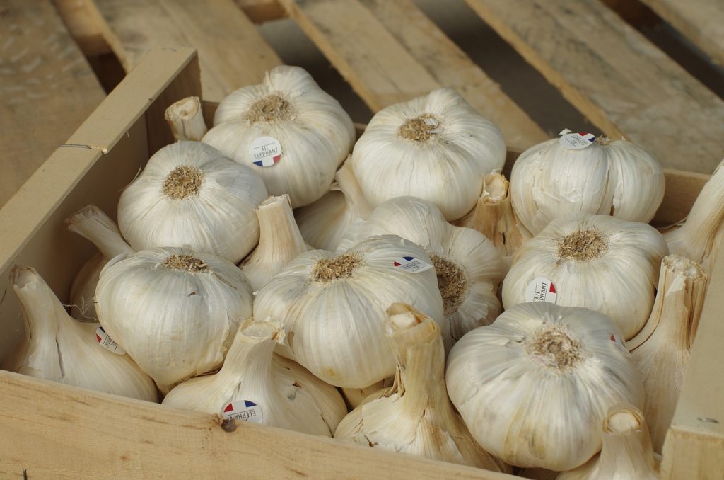 The Complete Guide to Growing Garlic Plant - Garden and Happy