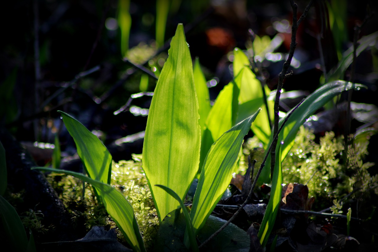 The Complete Guide to Growing Garlic Plant - Garden and Happy