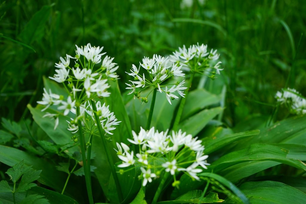The Complete Guide to Growing Garlic Plant - Garden and Happy