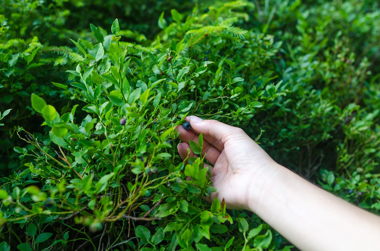 How to Prevent Nitrogen Toxicity Before it Kills Your Plants - Garden ...