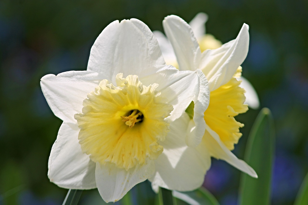 30 of The Best Bulb Plants to Choose for a Breathtaking Flower Garden ...