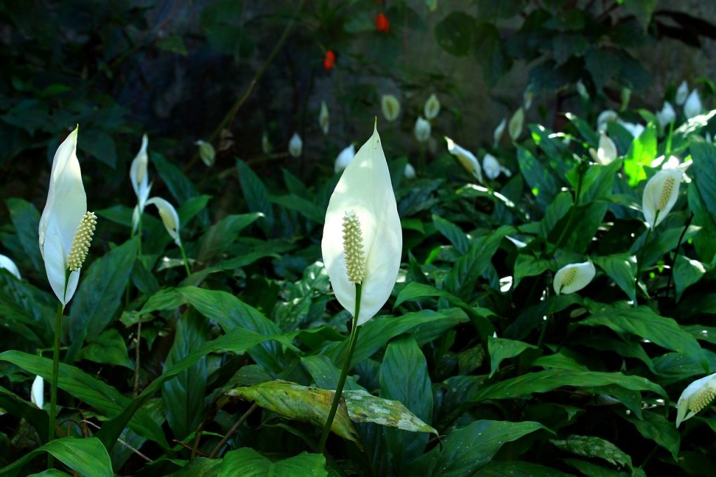 A Horticulture Expert's Guide to Growing a Spathiphyllum Peace Lily ...