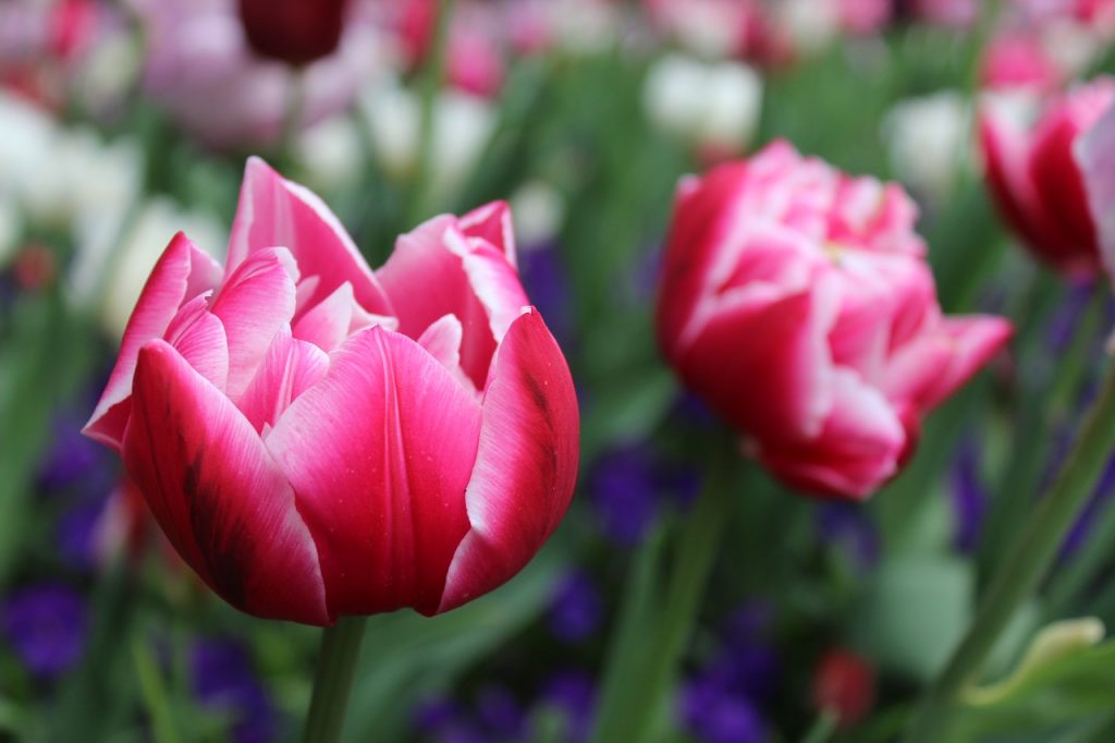 30 of The Best Bulb Plants to Choose for a Breathtaking Flower Garden ...
