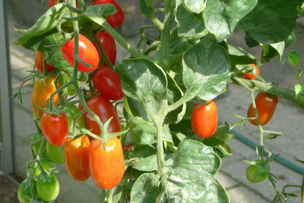 12 Climbing Vegetables that will Thrive when Trained up Garden Walls ...