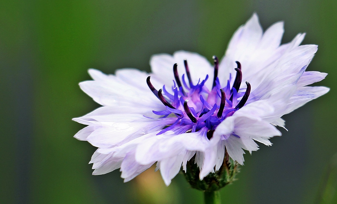 A Complete Guide on Growing Cornflower for Perfect Perennial Blooms ...