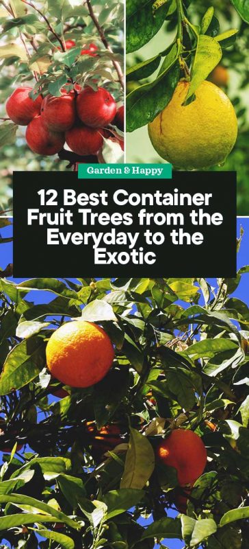 12 Best Container Fruit Trees from the Everyday to the Exotic - Garden ...