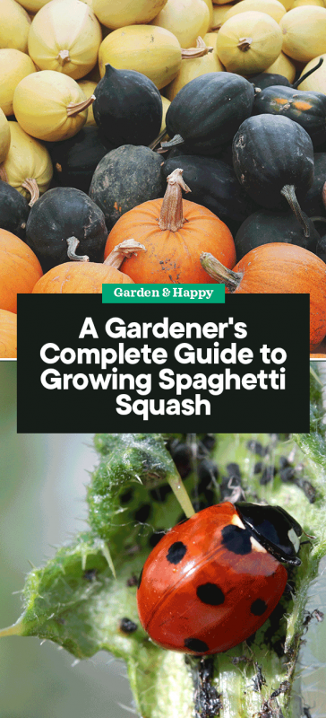 A Gardener's Complete Guide to Growing Spaghetti Squash - Garden and Happy
