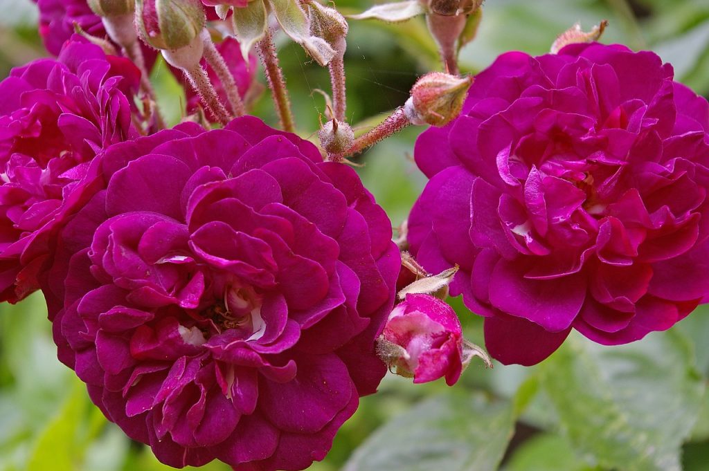 20 Thornless Roses for a Stunning Child-Friendly Garden - Garden and Happy