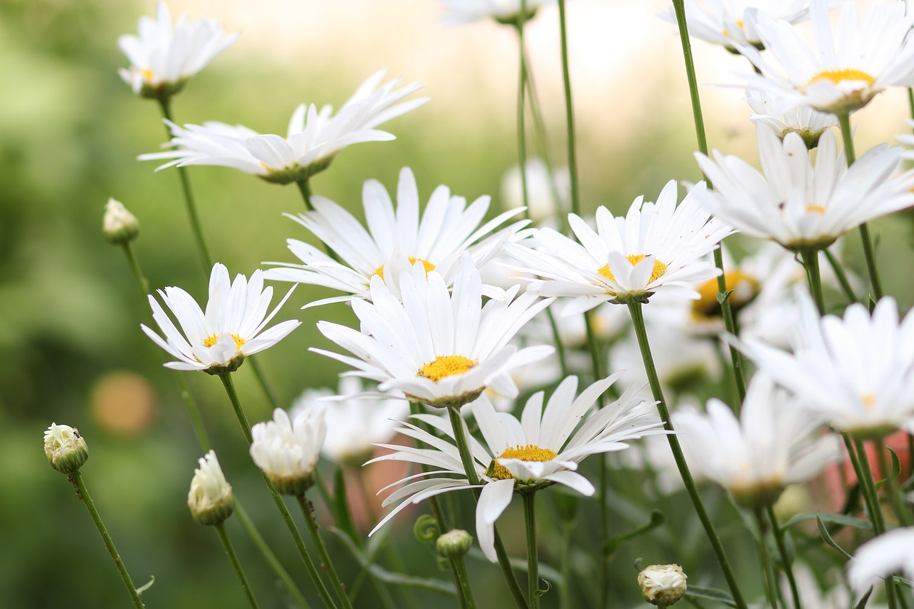 15 Tea Herbs to Grow At Home for Powerful Health Benefits - Garden and ...