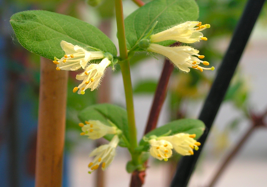 6 Surefire Tips for Growing Honeyberry Vine - Garden and Happy