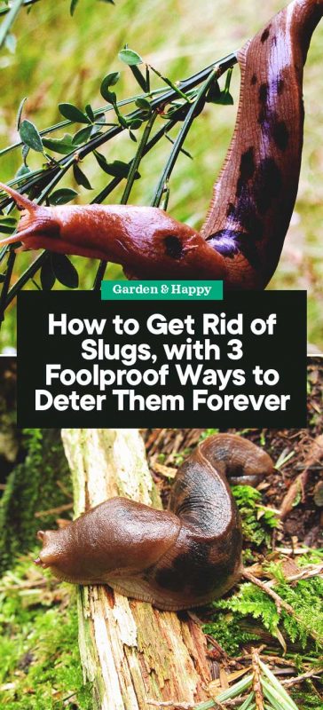 How to Get Rid of Slugs with 3 Foolproof Ways to Deter Them Forever ...