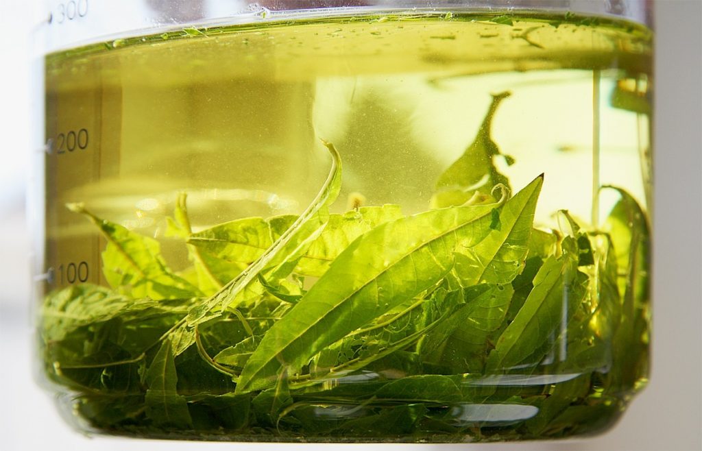 15 Tea Herbs to Grow At Home for Powerful Health Benefits - Garden and ...