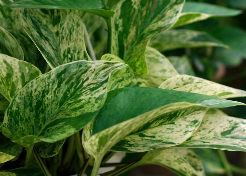 Devil's Ivy Plant (Golden Pothos) Growing and Care Guide - Garden and Happy