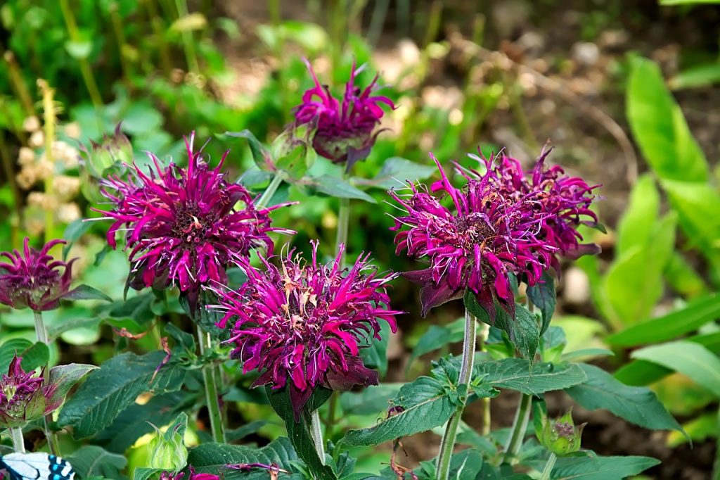 15 Tea Herbs to Grow At Home for Powerful Health Benefits - Garden and ...