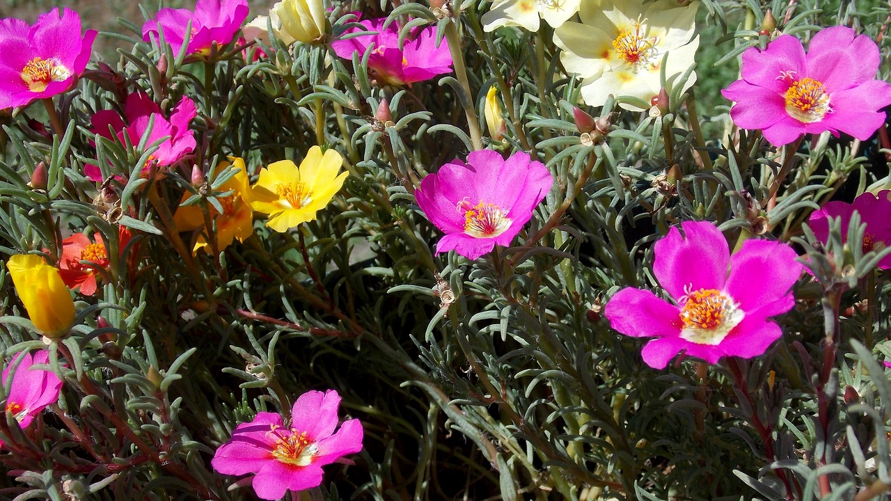 20 of the Best Sun-Loving Flowers to Brighten up your Garden - Garden ...