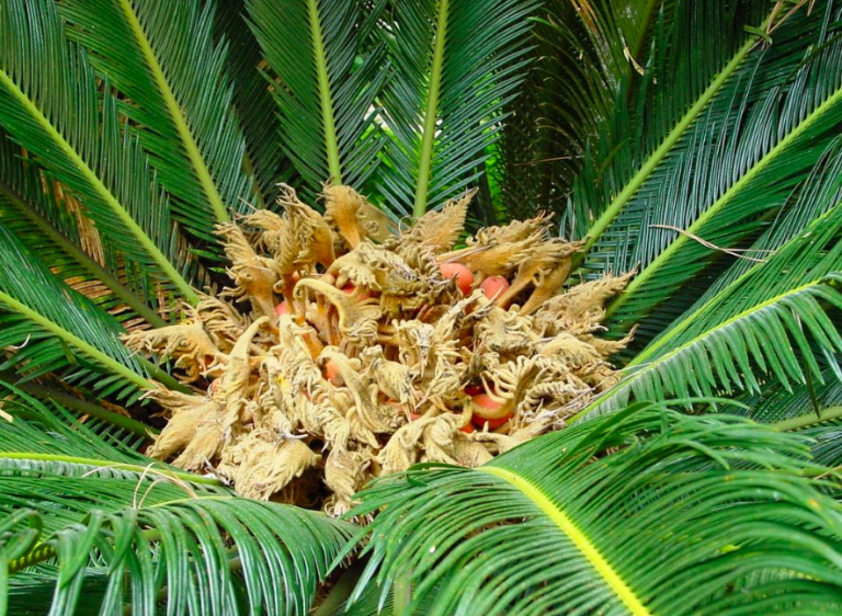 A Comprehensive Sago Palm Growing and Care Guide - Garden and Happy