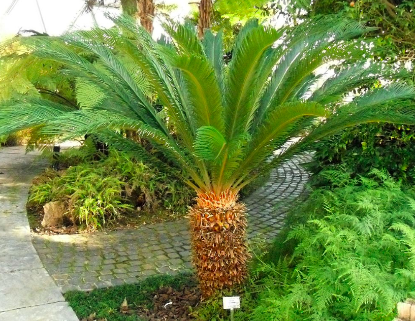 A Comprehensive Sago Palm Growing and Care Guide - Garden and Happy