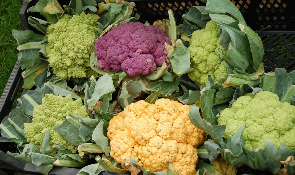 How to Grow Cauliflower - Garden and Happy