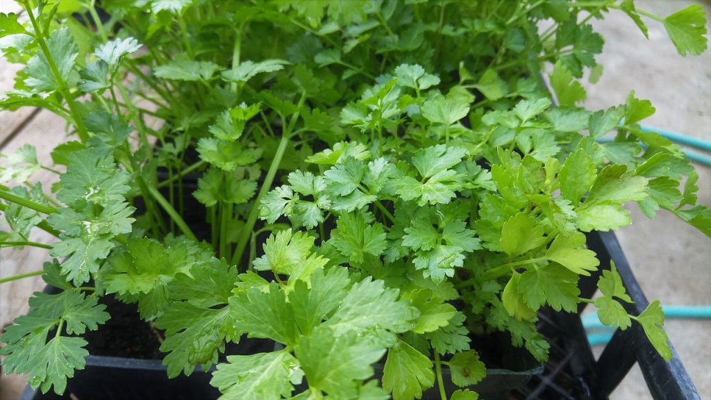 How to Keep Cilantro Fresh in the Fridge for Over 2 Weeks - Garden and ...
