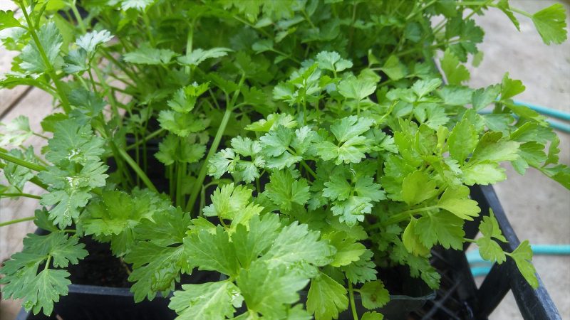 How to Keep Cilantro Fresh in the Fridge for Over 2 Weeks - Garden and ...