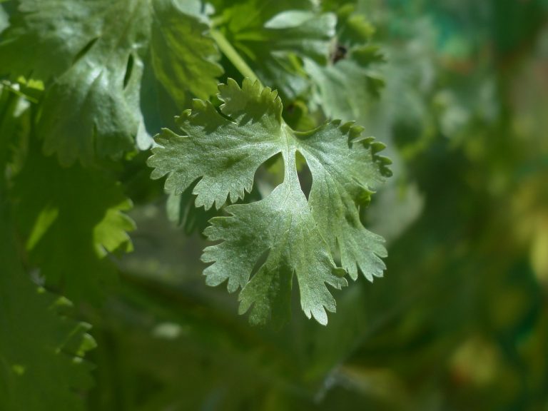 How to Keep Cilantro Fresh in the Fridge for Over 2 Weeks - Garden and ...