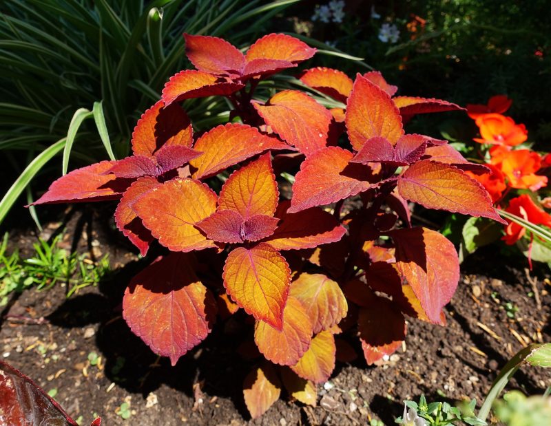 Coleus Growing Guide for Gloriously Colorful Borders - Garden and Happy