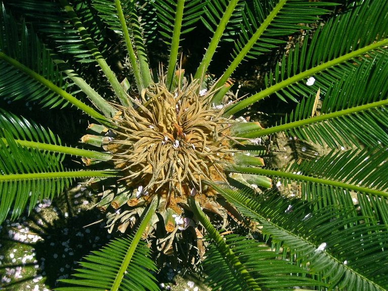 A Comprehensive Sago Palm Growing and Care Guide - Garden and Happy