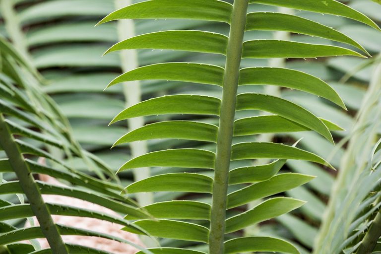 A Comprehensive Sago Palm Growing and Care Guide - Garden and Happy