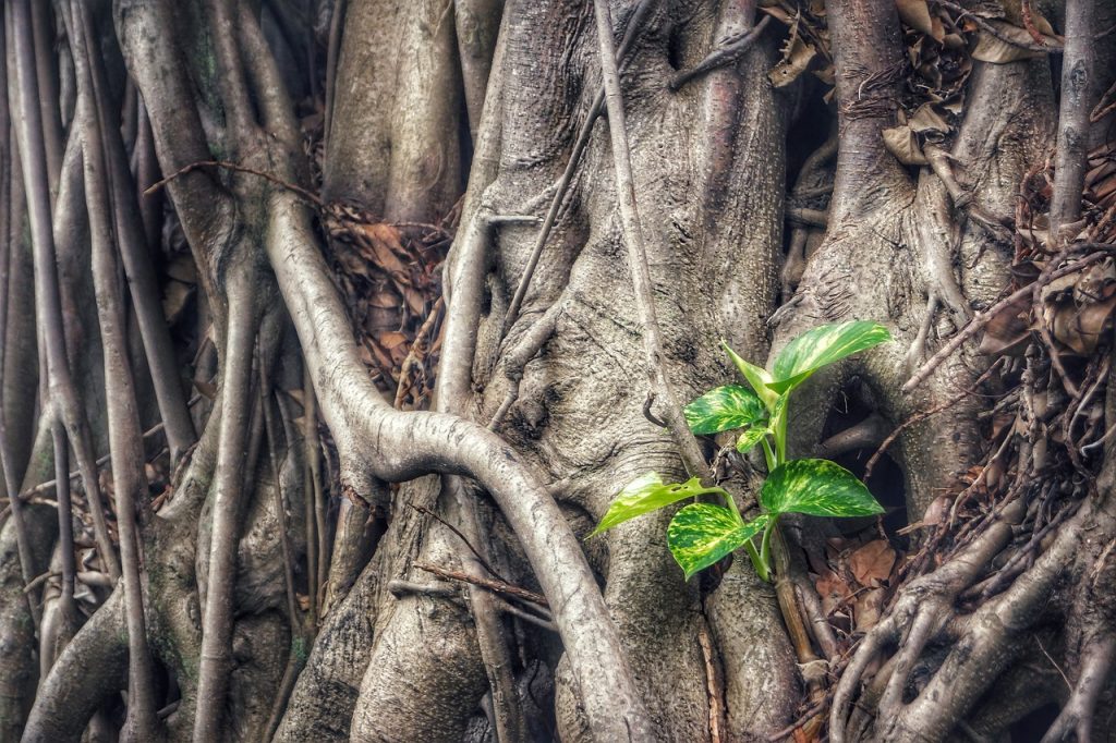 Devil's Ivy Plant (Golden Pothos) Growing and Care Guide - Garden and Happy