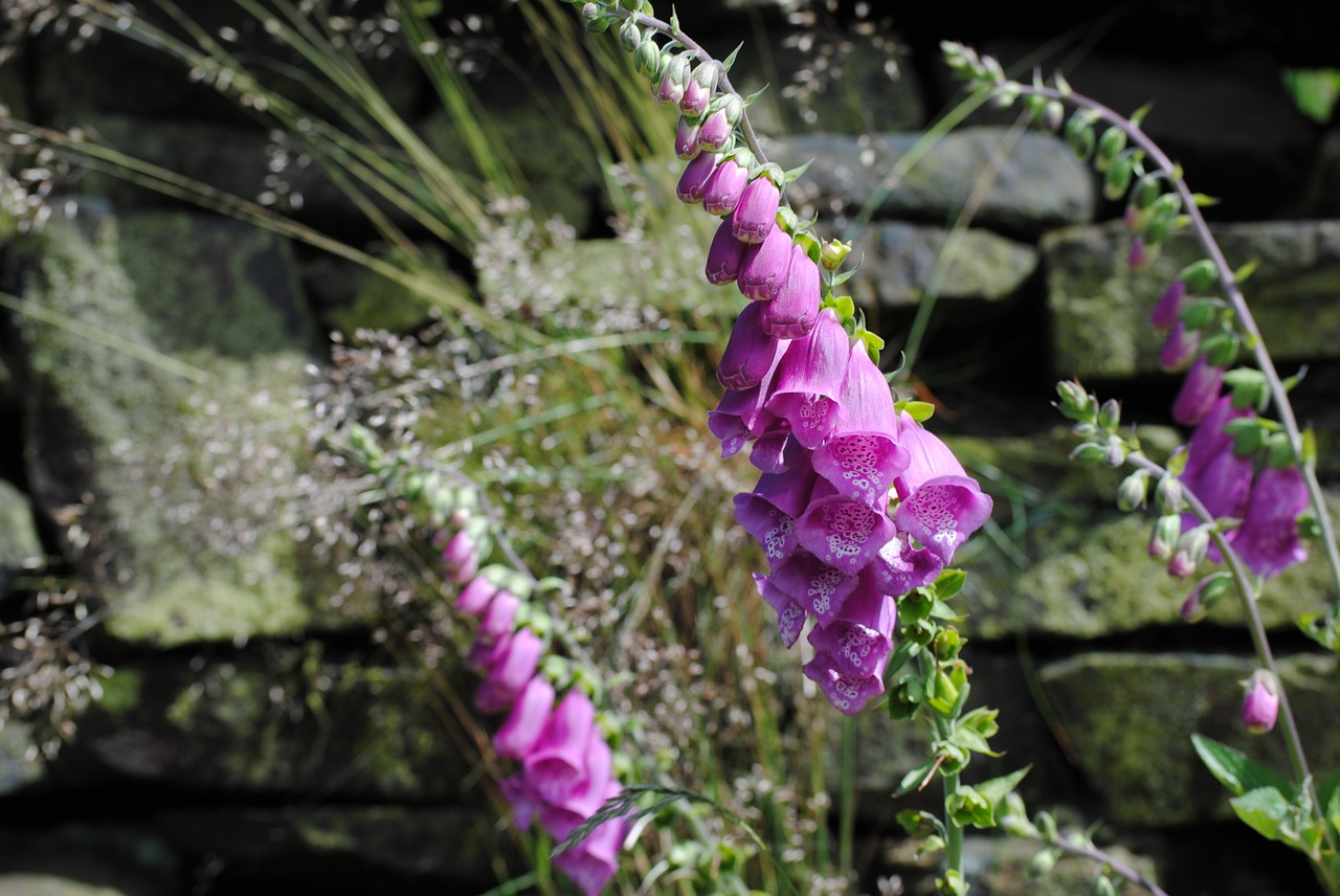 Need Fairy Garden Ideas? These 12 Gorgeous Plants Will Entice Them ...