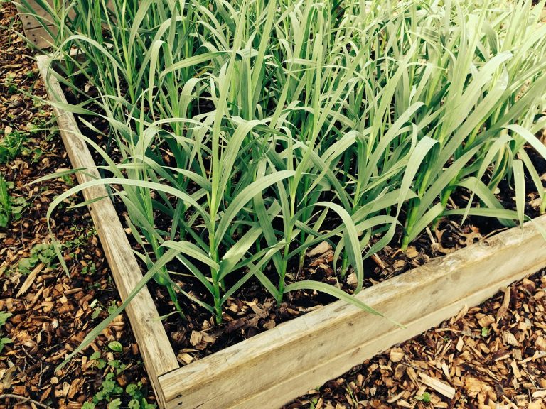 25 Brilliant Vegetable Garden Layout Ideas for Beginners - Garden and Happy