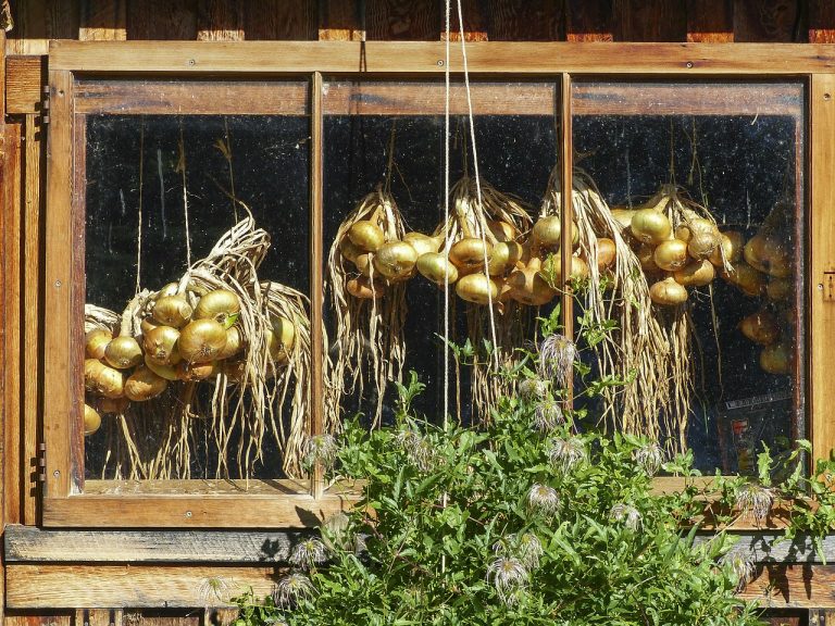 The Complete Guide to Successfully Growing Onions From Seed - Garden ...