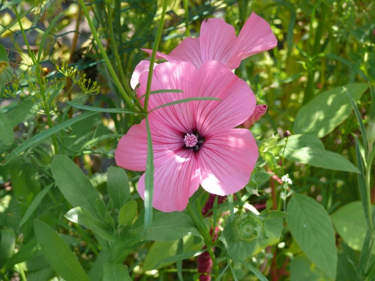 An Easy Growing Guide for Cultivating Stunning Lavatera Mallows ...