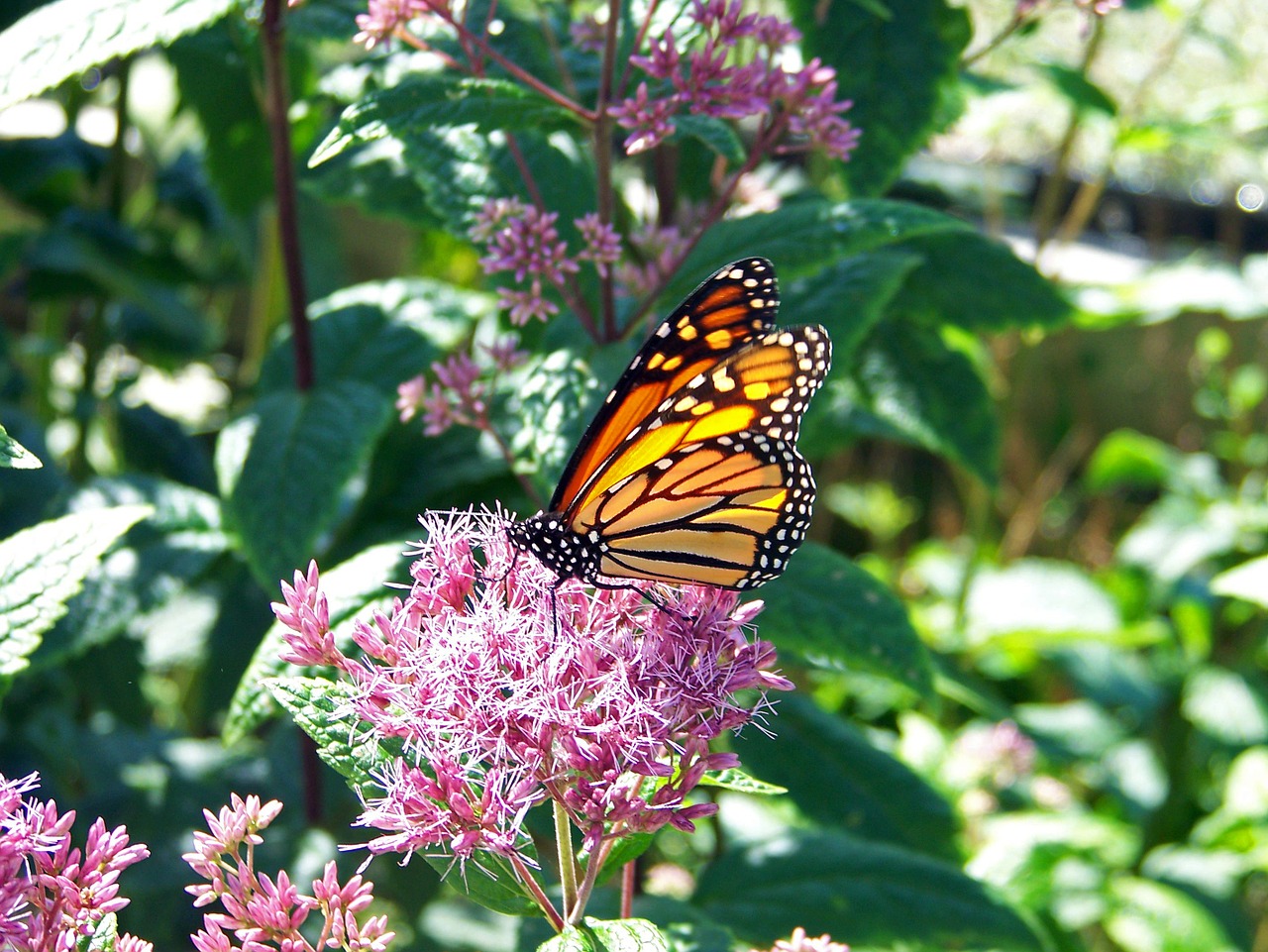 How to Grow Milkweed Plants to Nourish Beautiful Monarch Butterflies ...