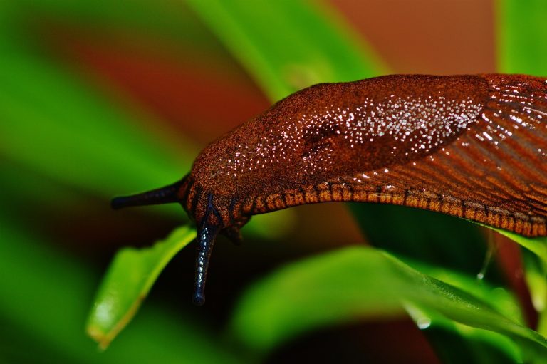 How to Get Rid of Slugs with 3 Foolproof Ways to Deter Them Forever ...
