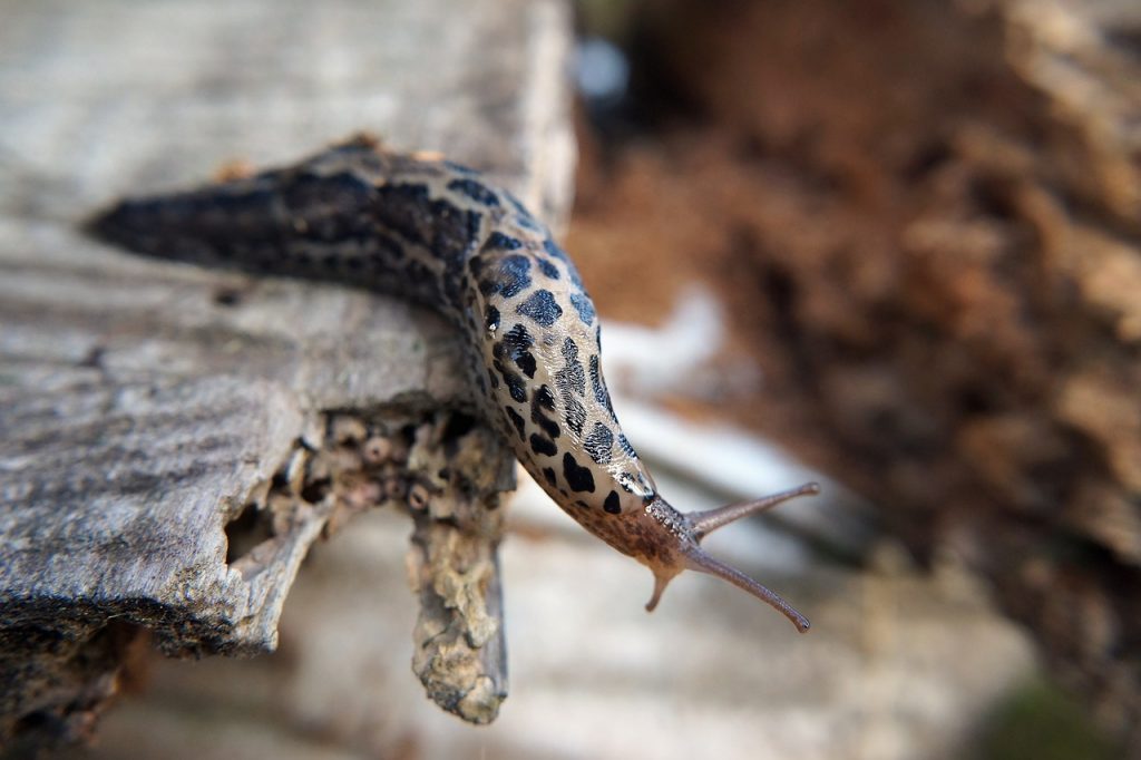 How to Get Rid of Slugs with 3 Foolproof Ways to Deter Them Forever ...