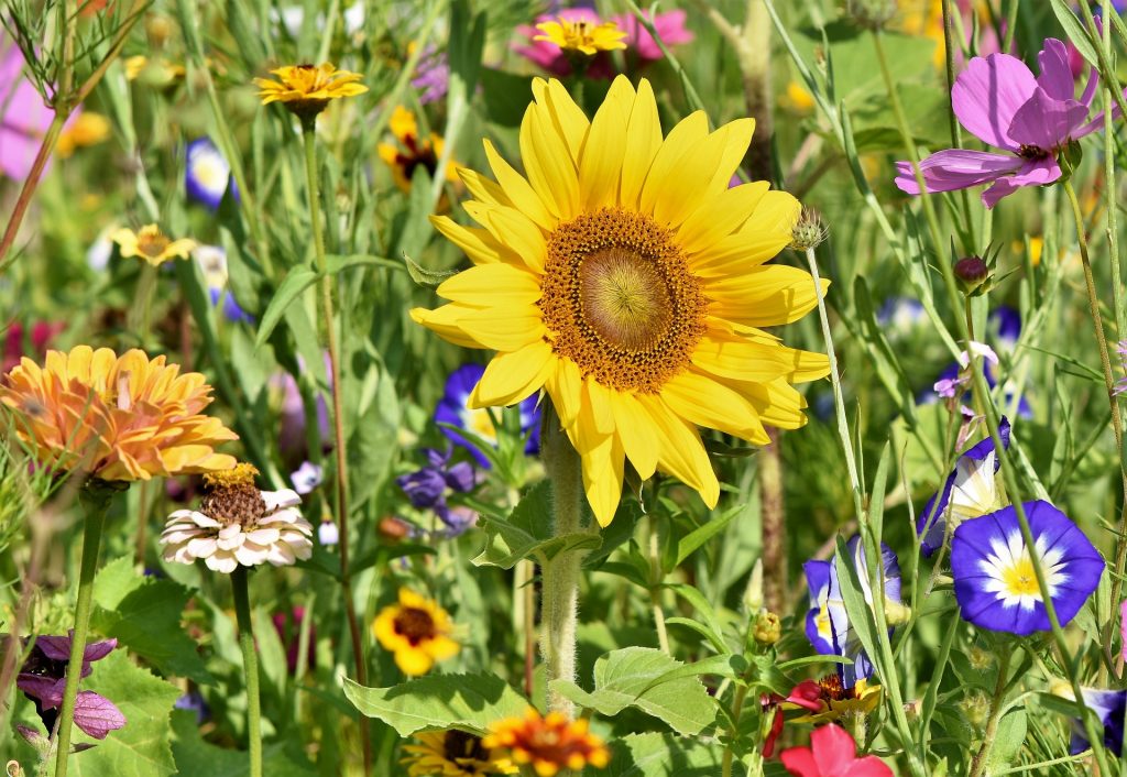 20 of the Best Sun-Loving Flowers to Brighten up your Garden - Garden ...