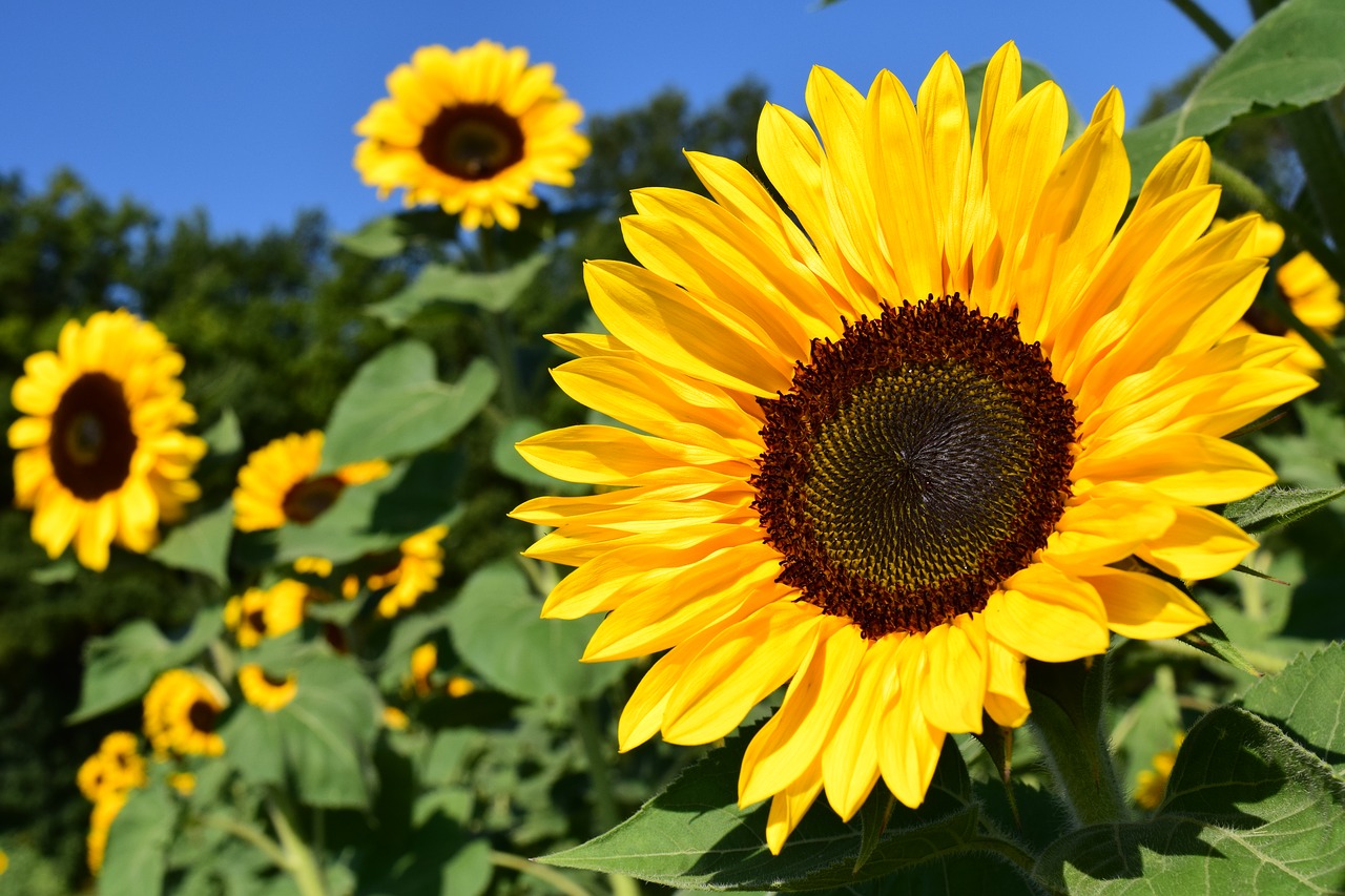 20 of the Best Sun-Loving Flowers to Brighten up your Garden - Garden ...