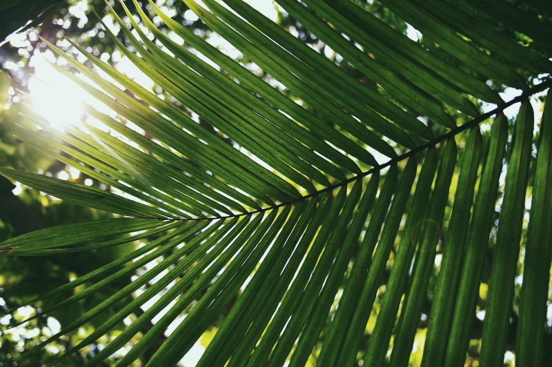 A Comprehensive Sago Palm Growing and Care Guide - Garden and Happy