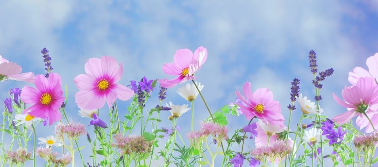 20 of the Best Sun-Loving Flowers to Brighten up your Garden - Garden ...