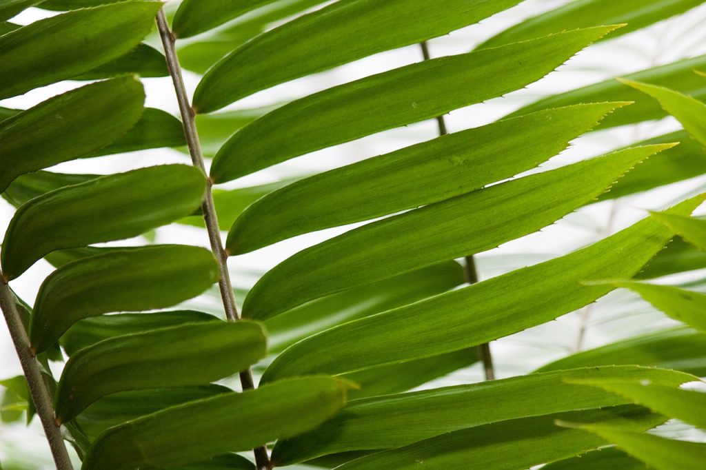 A Comprehensive Sago Palm Growing and Care Guide - Garden and Happy