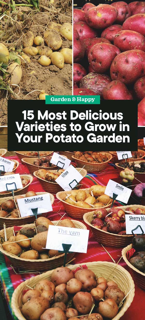 15 Most Delicious Potato Varieties to Grow in Your Garden - Garden and ...