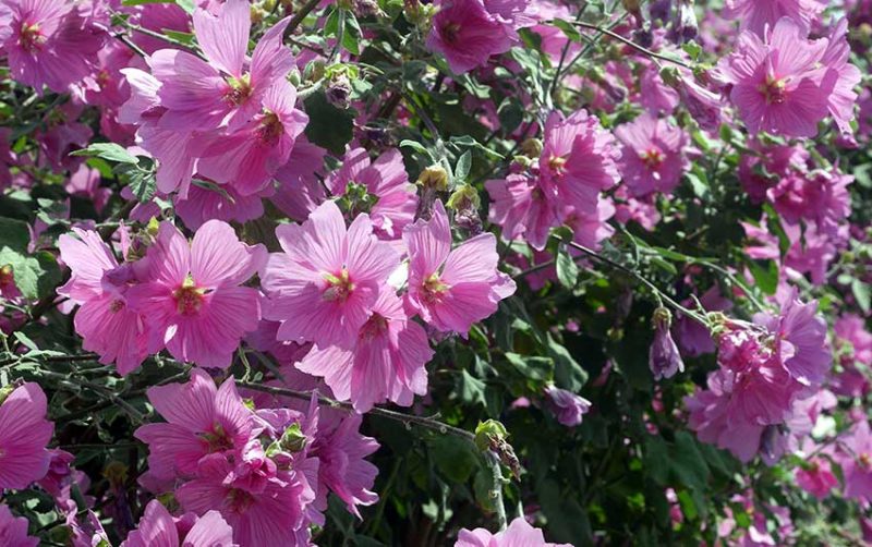 An Easy Growing Guide for Cultivating Stunning Lavatera Mallows ...