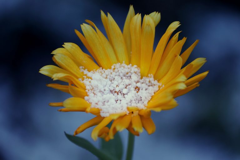 How to Grow Arnica Plant in Your Garden - Garden and Happy