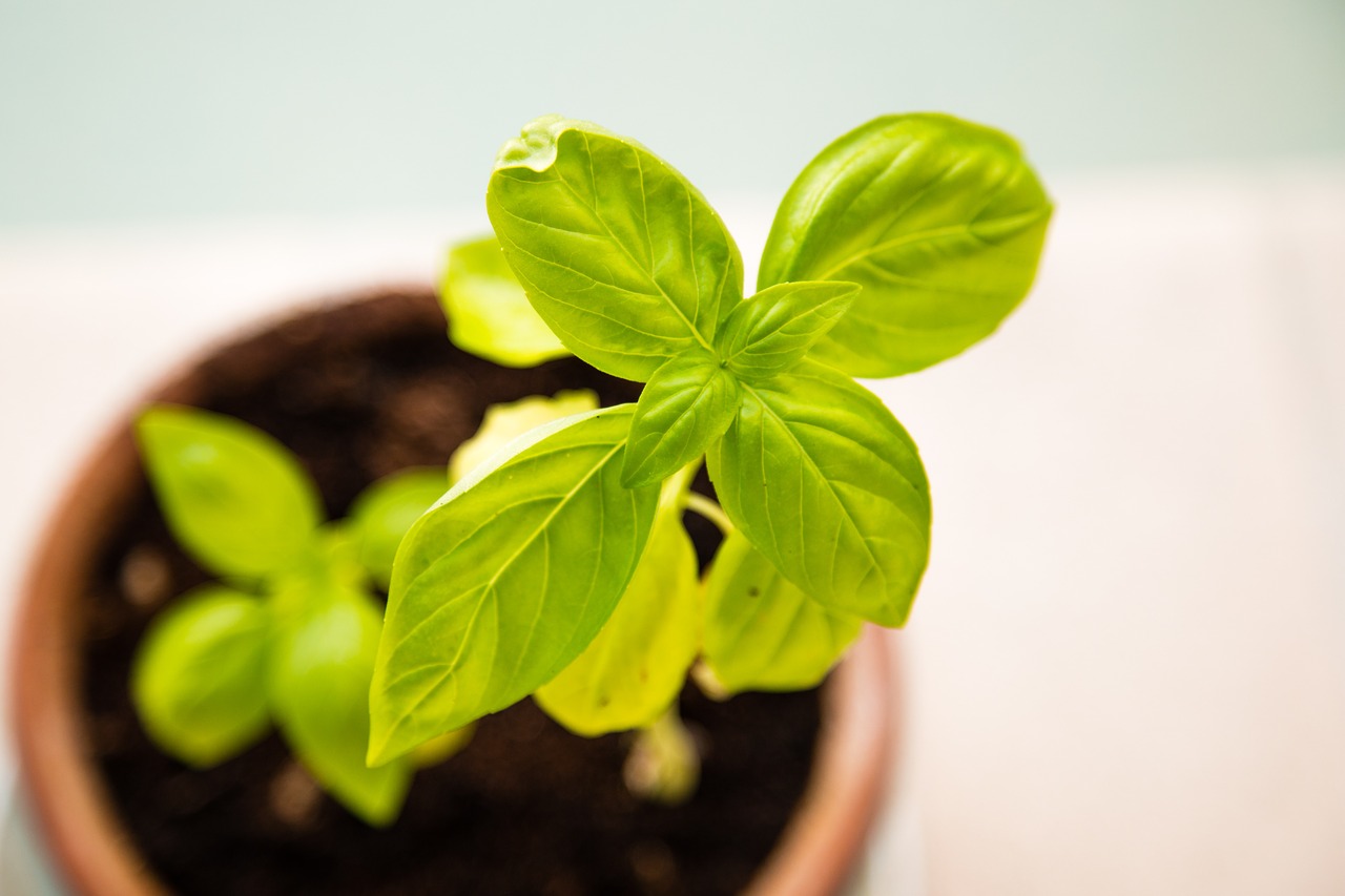 18 Best Basil Varieties You Should Grow in Your Garden - Garden and Happy