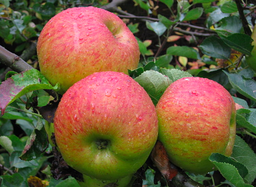 22 of the Best Heirloom Apples Available to Grow Today - Garden and Happy