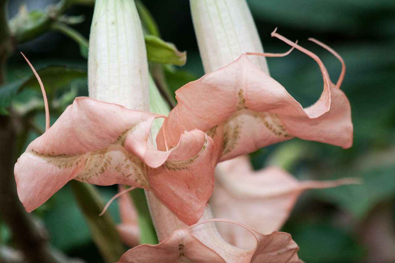 20 Beautiful Yet Poisonous Flowers You Should Only Plant with Caution ...