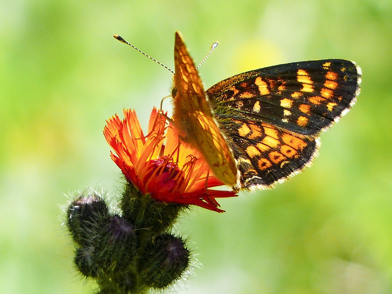 23 Favorite Butterfly Garden Plants for Attracting Helpful Pollinators ...