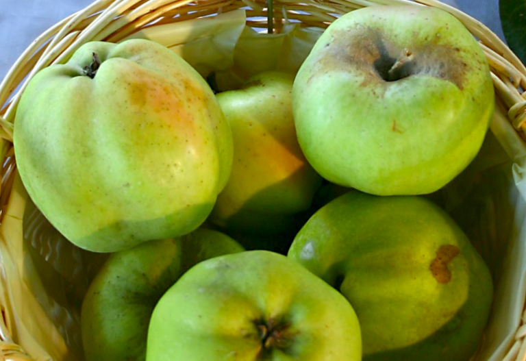 22 of the Best Heirloom Apples Available to Grow Today - Garden and Happy